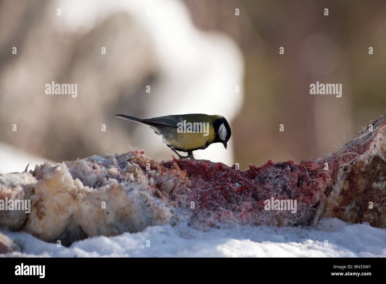 bird lapland winter finland snow Stock Photo - Alamy