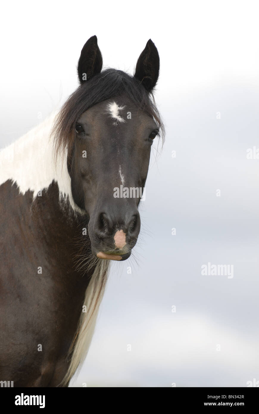 Irish Tinker Portrait Stock Photo - Alamy