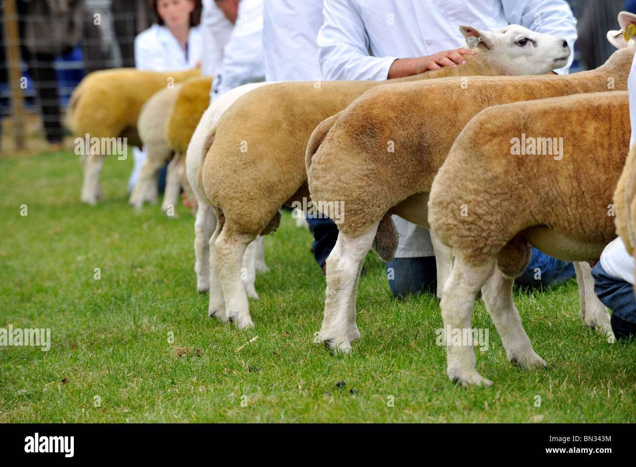 Sheep judging hi-res stock photography and images - Alamy