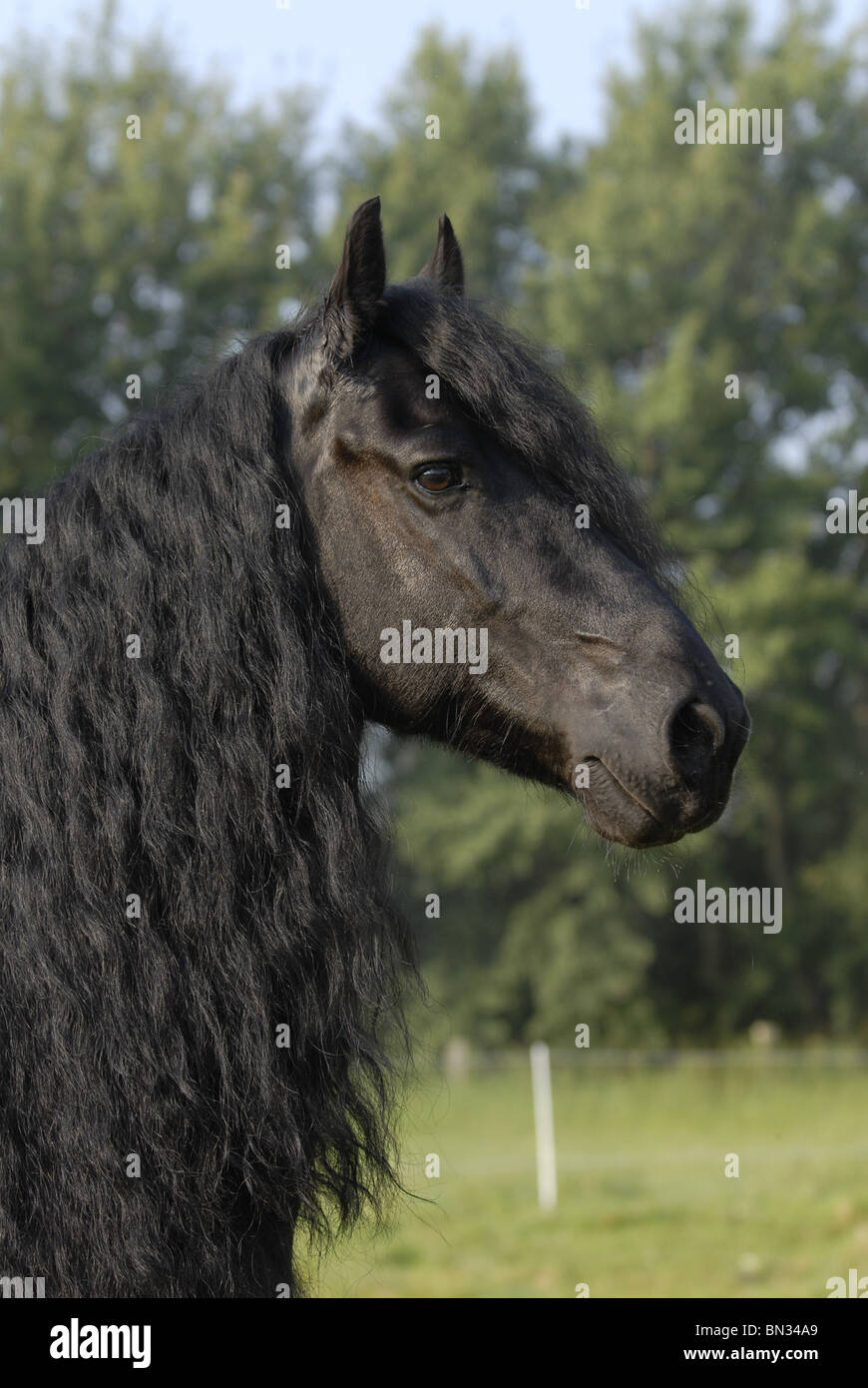 Friesian Horse Portrait Stock Photo - Alamy