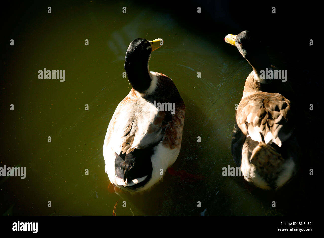 Two ducks hi-res stock photography and images - Alamy