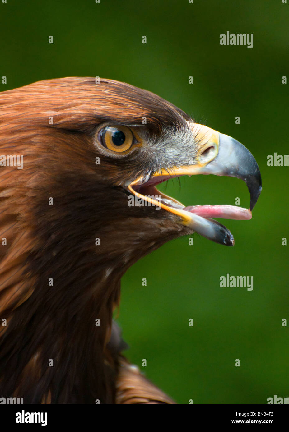 Close up side view proud hi-res stock photography and images - Alamy