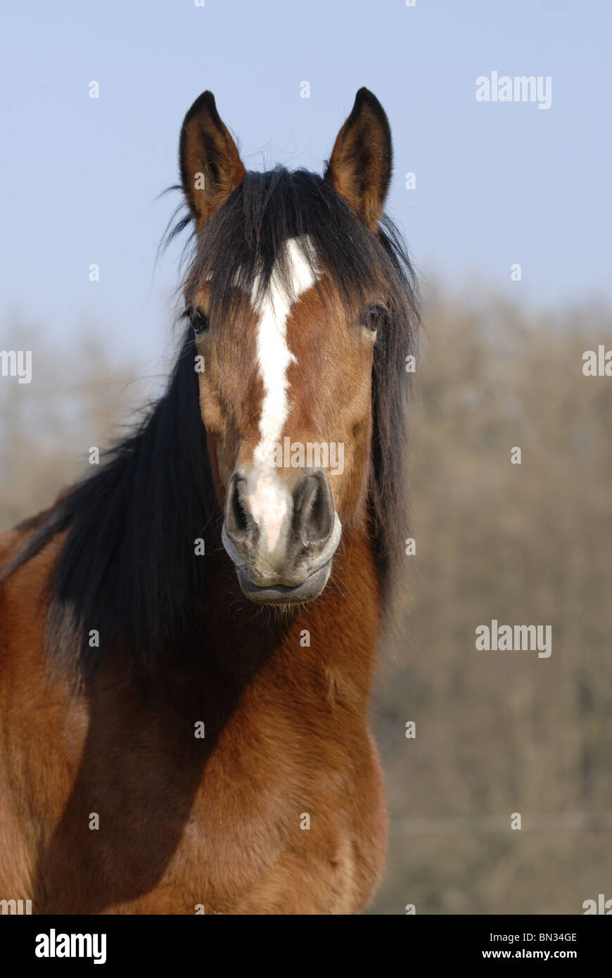 Lewitzer horse horses hi-res stock photography and images - Alamy