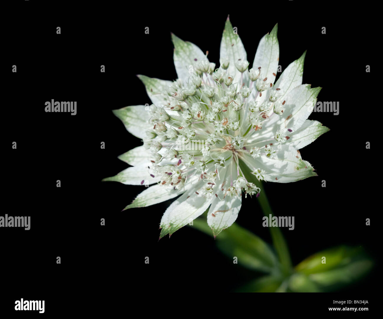 Astrantia snow star hi-res stock photography and images - Alamy