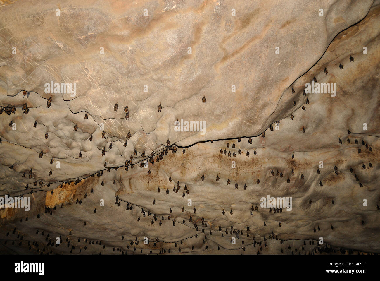 Vampire bats hanging on a cave ceiling in Khao Sok National Park ...
