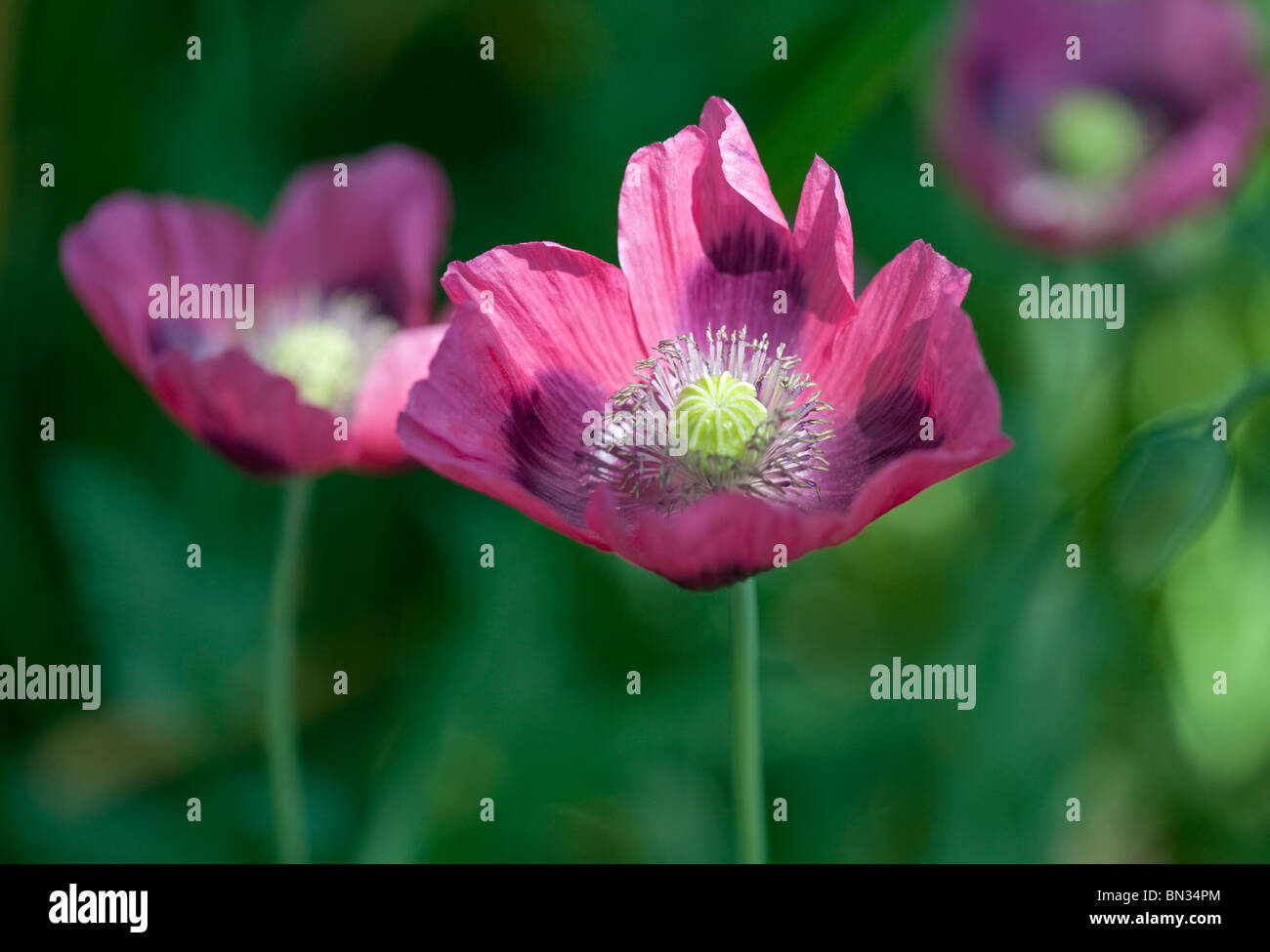 Pink Oriental Poppies (papaver orientalis Stock Photo - Alamy