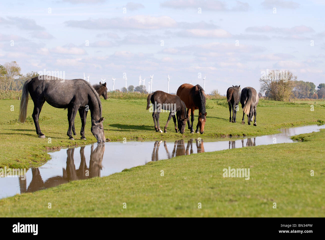 Horses on source water hi-res stock photography and images - Alamy