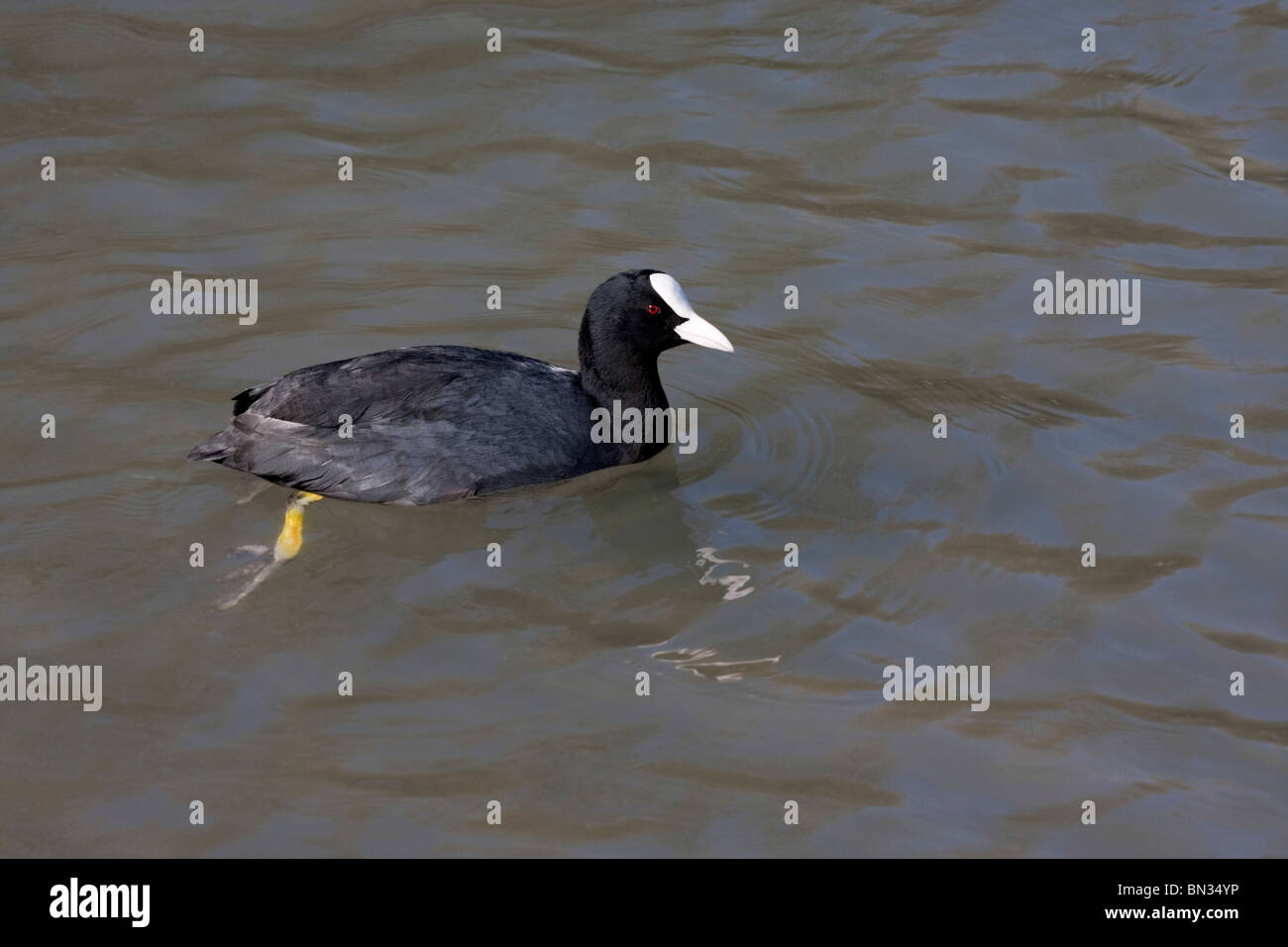 Coote hi-res stock photography and images - Alamy