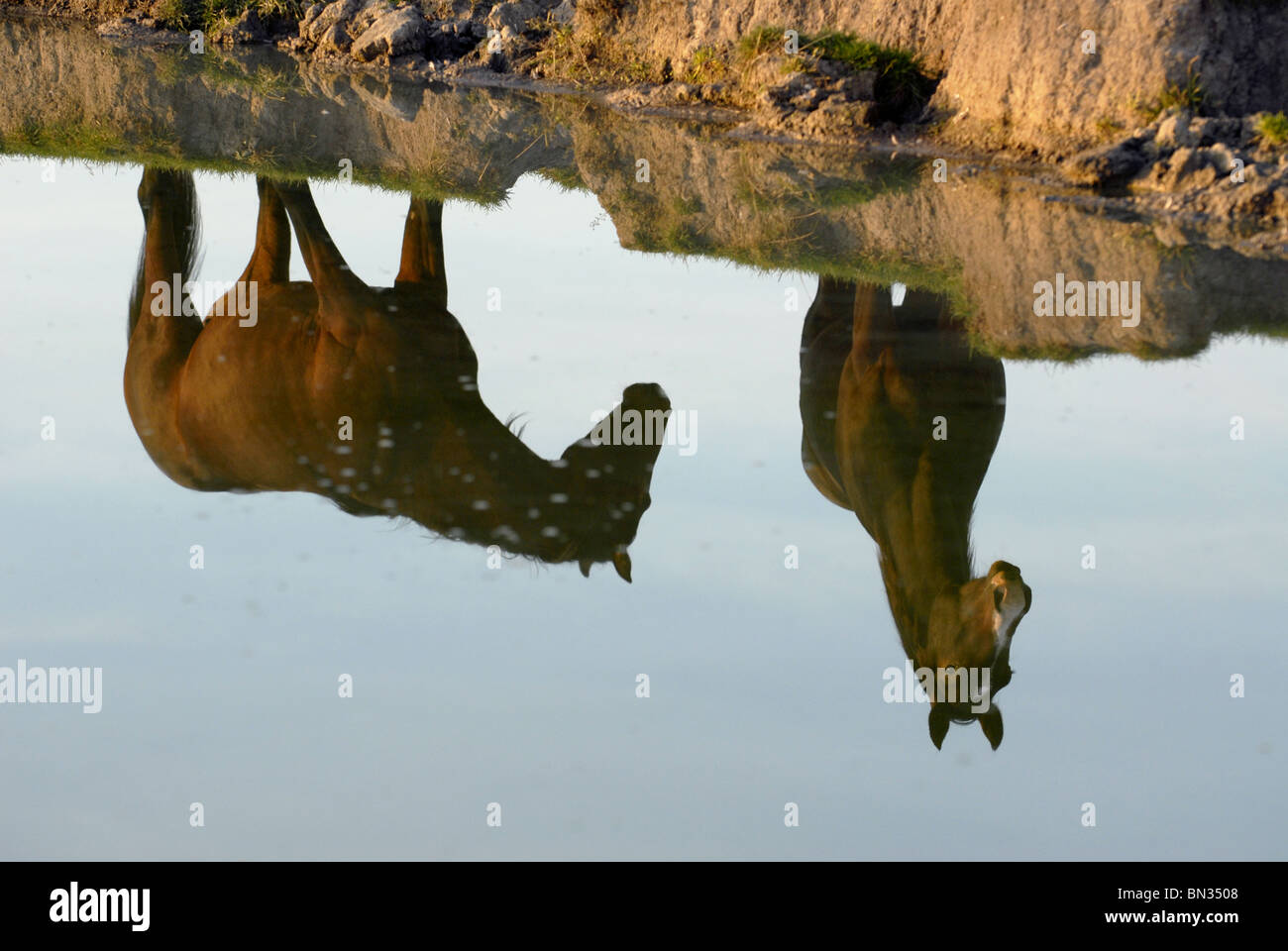 Cheval mirror hi-res stock photography and images - Alamy