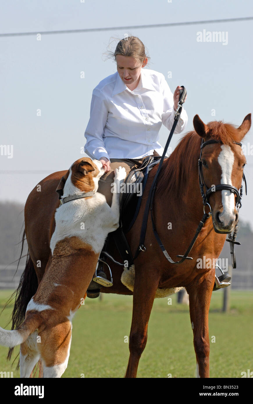 rider accompanied by dog Stock Photo - Alamy