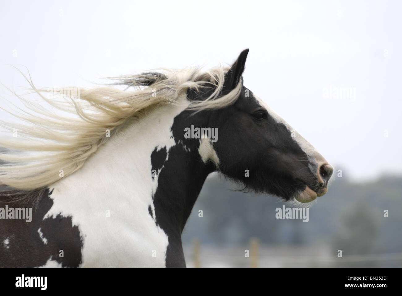 running Irish Tinker Stock Photo - Alamy