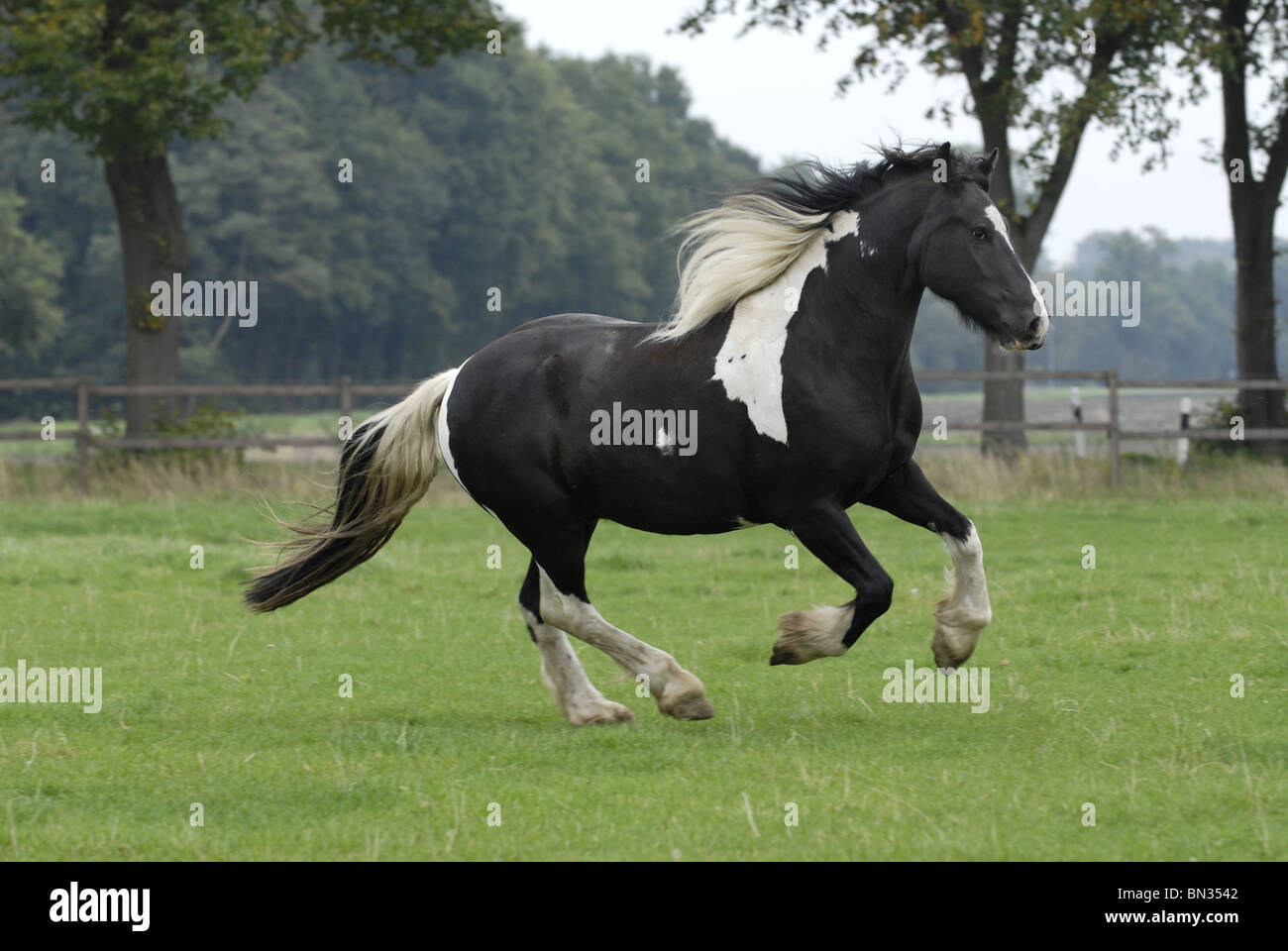 running Irish Tinker Stock Photo - Alamy