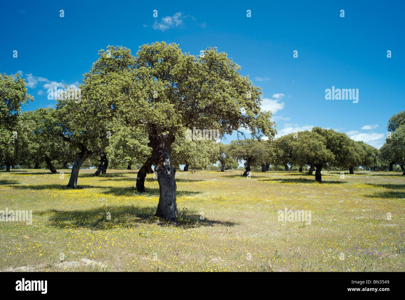 Oak trees of the dehesa near Jaraiceijo, Extremadura, Spain Stock Photo ...