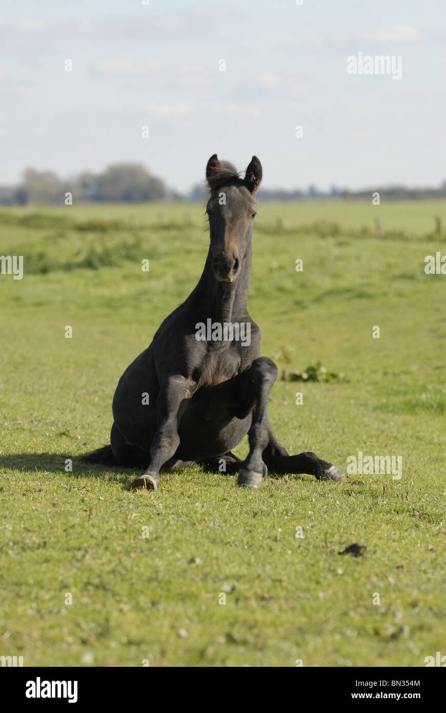 foal stand up Stock Photo - Alamy