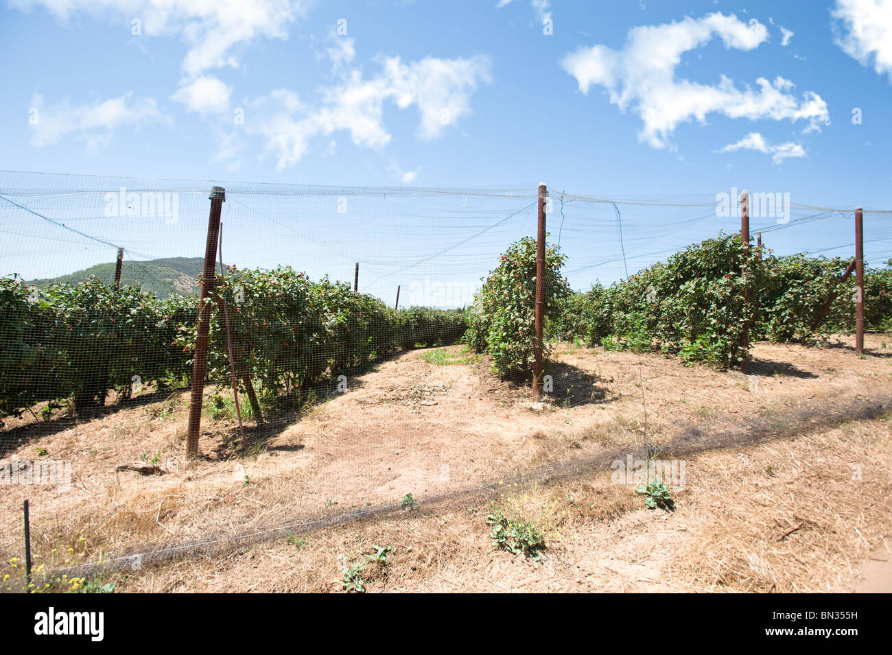 A blackberry and raspberry crop at an organic farm Stock Photo - Alamy