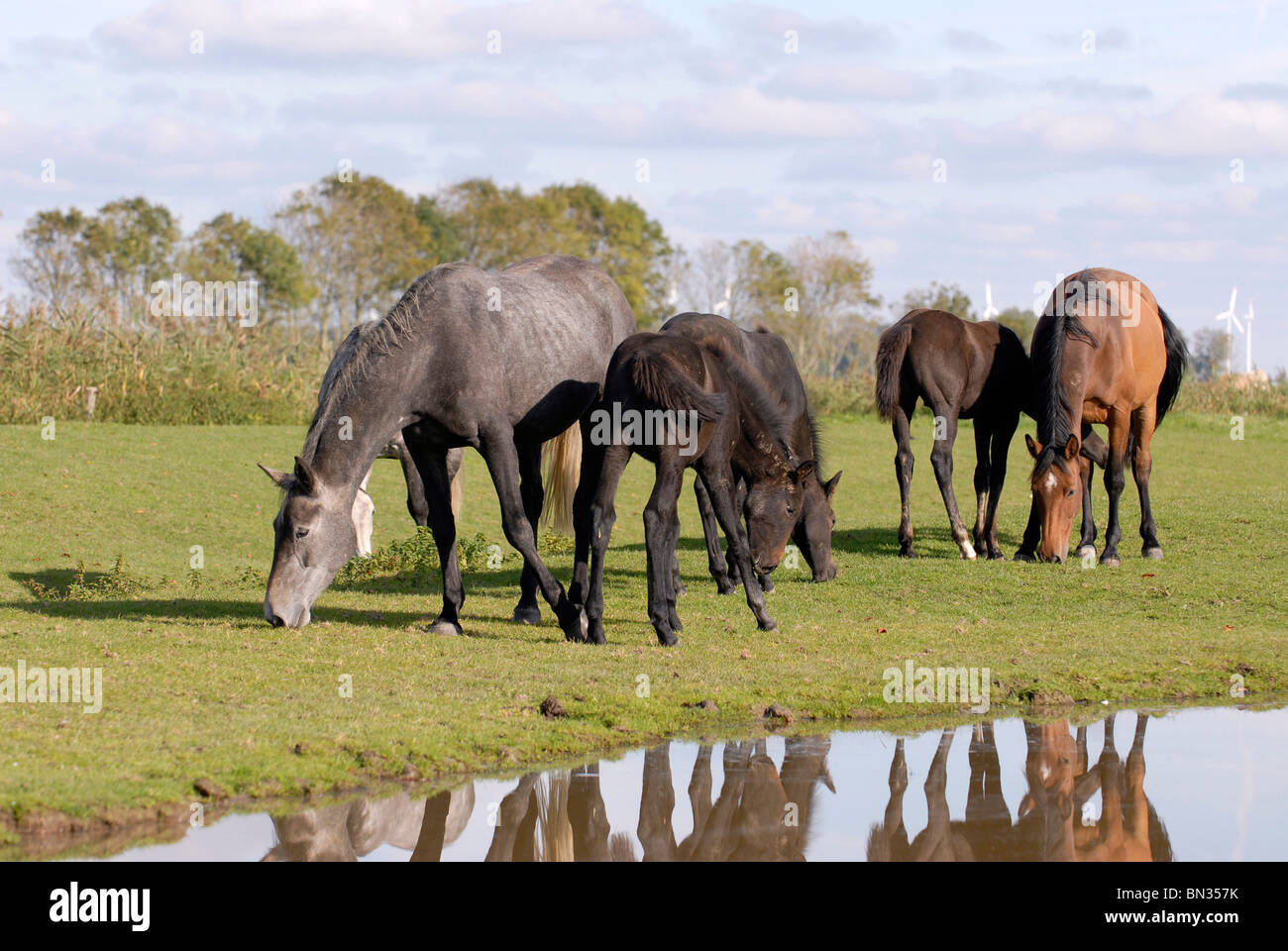 Horses on source water hi-res stock photography and images - Alamy