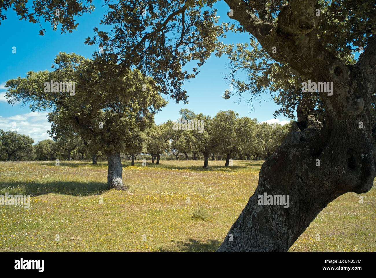 Oak trees of the dehesa near Jaraiceijo, Extremadura, Spain Stock Photo ...