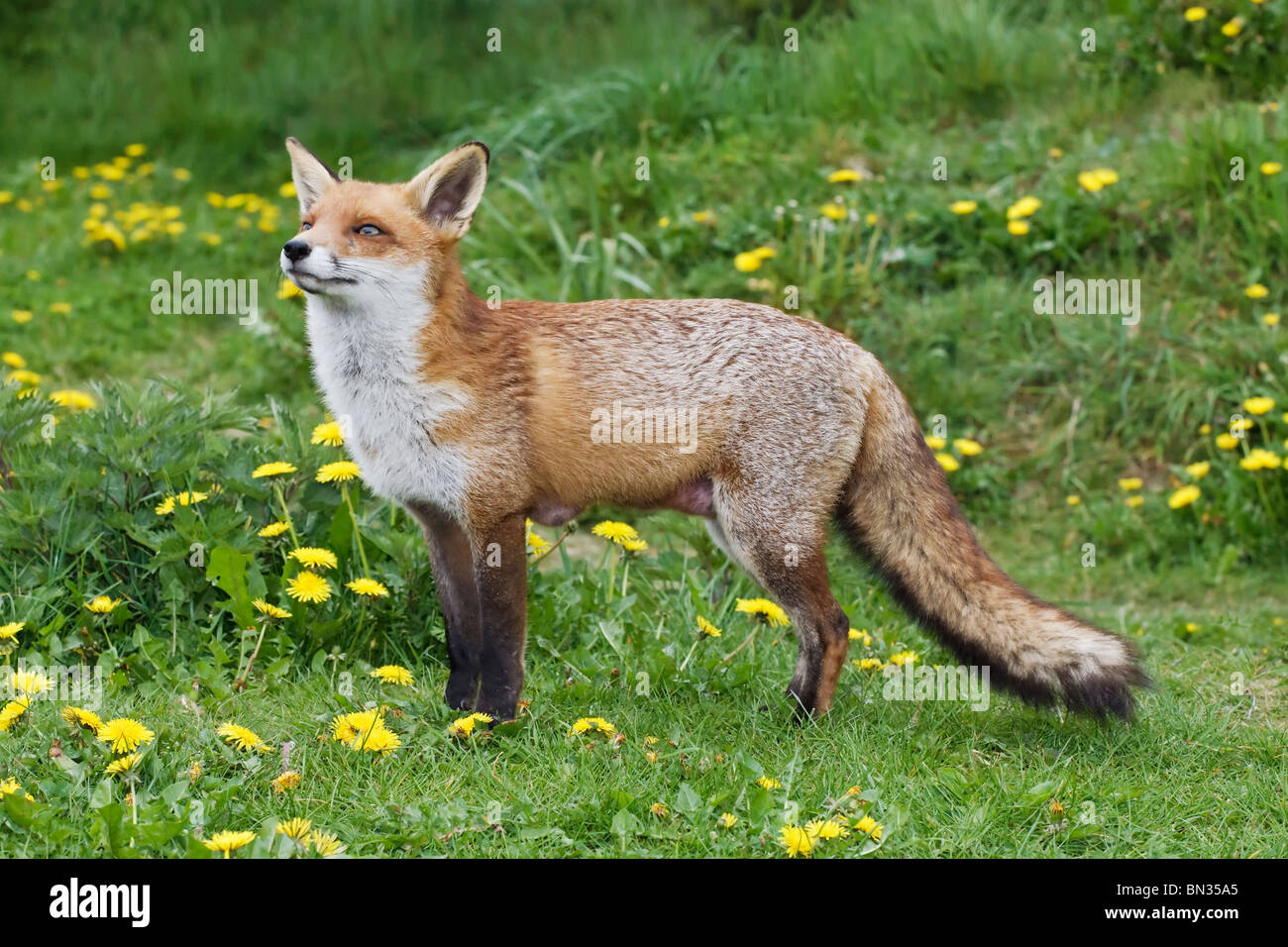 Female Of Fox Factory Wholesale | www.oceanproperty.co.th