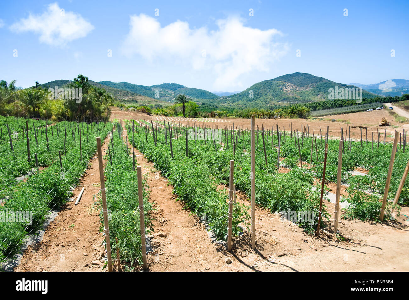 A crop at a vegetable and fruit organic farm Stock Photo - Alamy