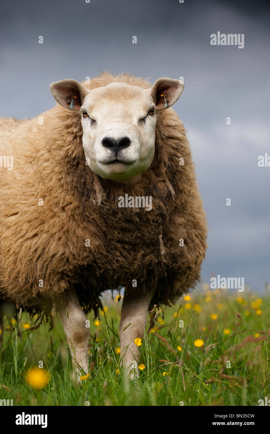 Texel yearling ram in meadow. Cumbria, UK Stock Photo - Alamy