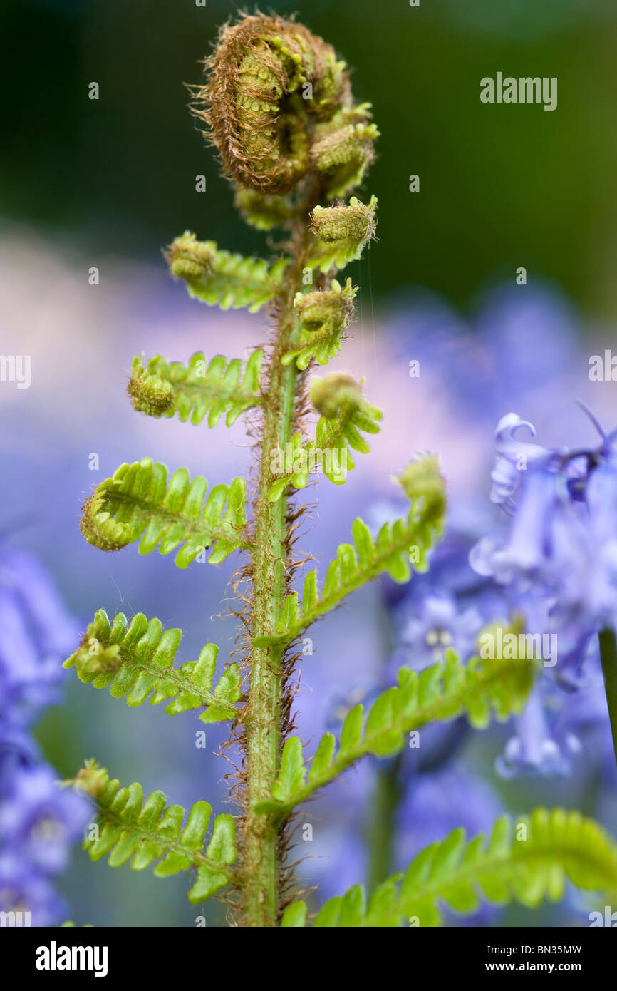 Coil fern hi-res stock photography and images - Alamy