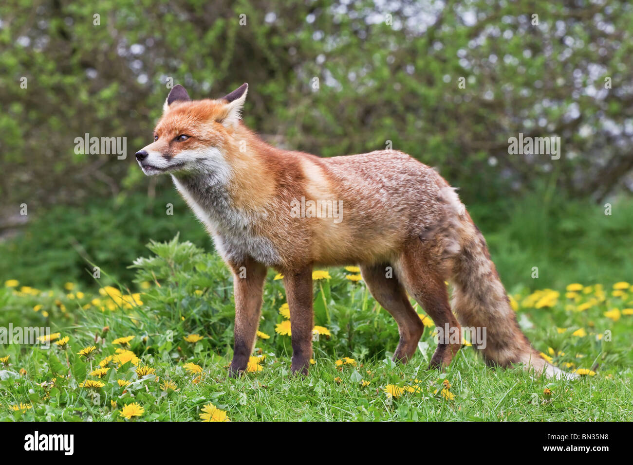 The dog and the fox hi-res stock photography and images - Alamy