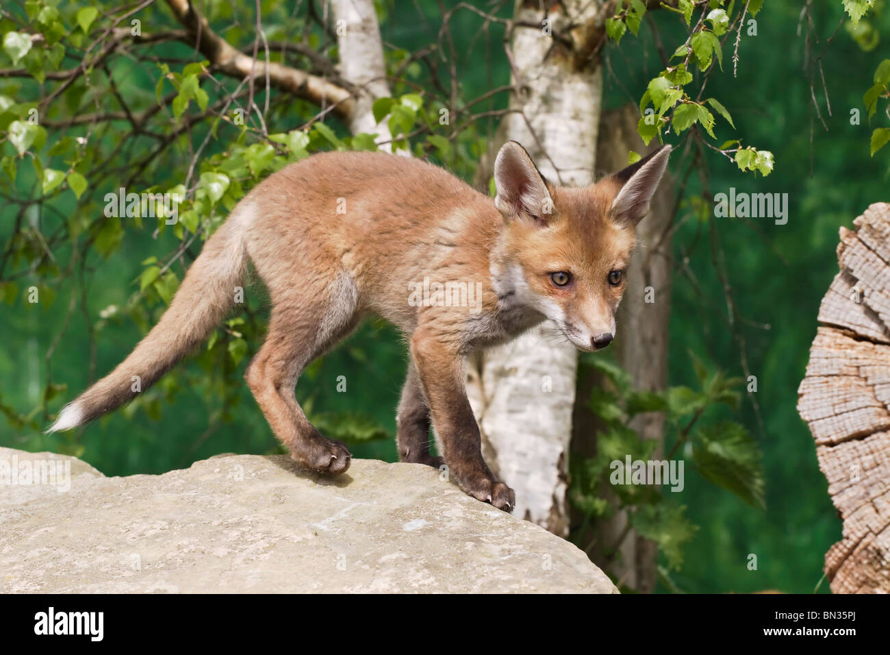 A young Fox cub Stock Photo - Alamy