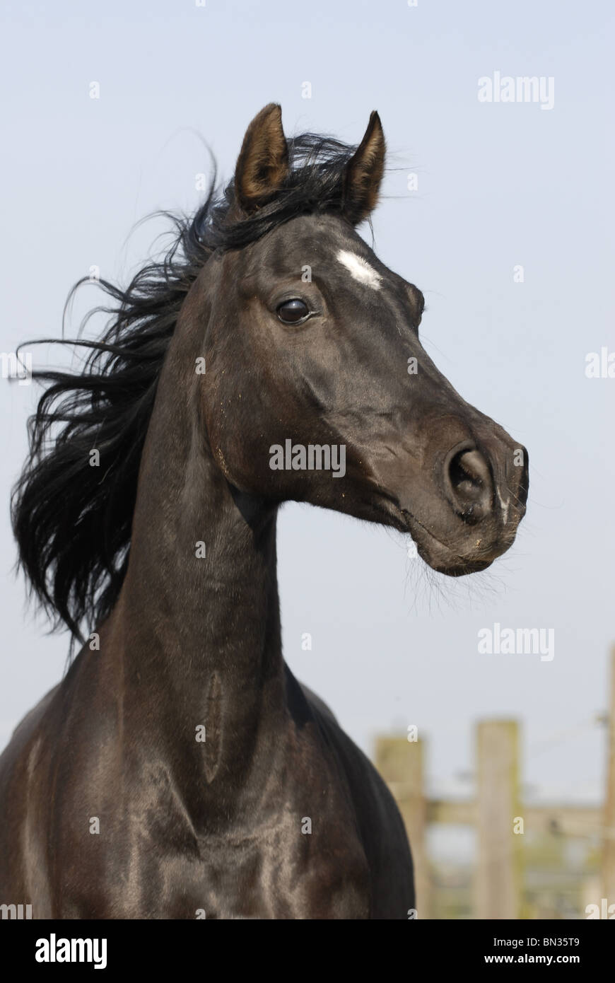 black arabian horse Stock Photo - Alamy
