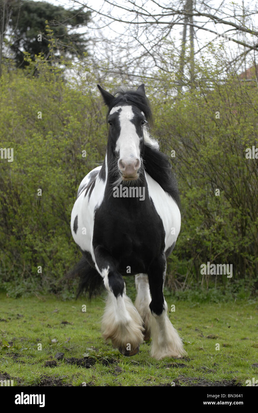 running Irish Tinker Stock Photo - Alamy