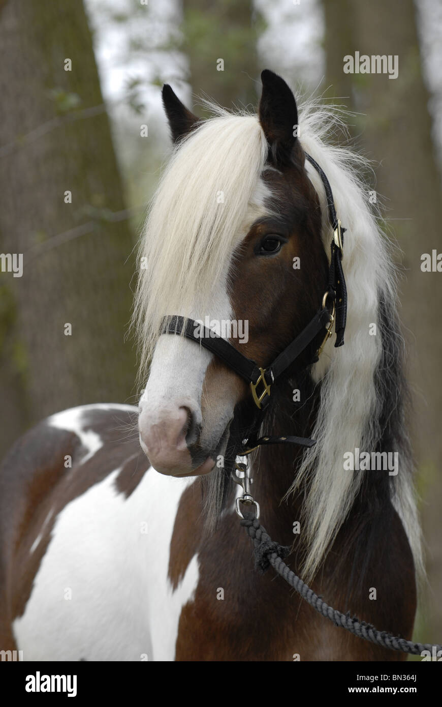 Irish Tinker Portrait Stock Photo - Alamy