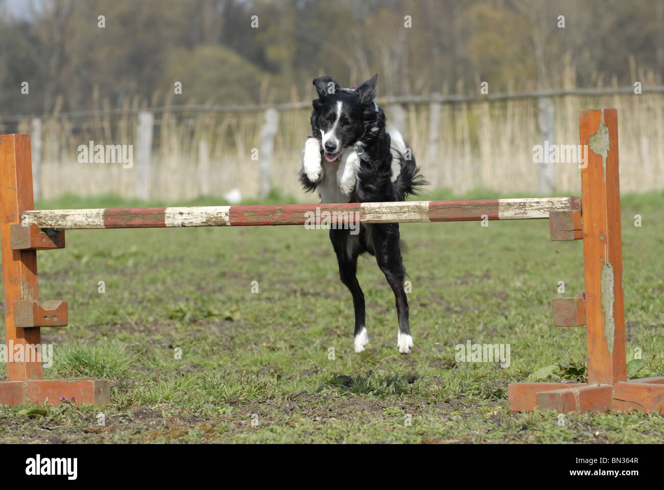 jumping Border Collie Portrait Stock Photo - Alamy