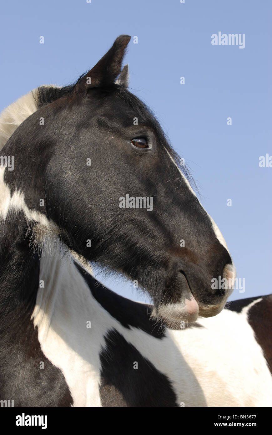 Irish Tinker Portrait Stock Photo - Alamy