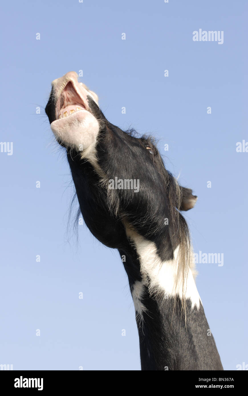 Laughing tinker hi-res stock photography and images - Alamy