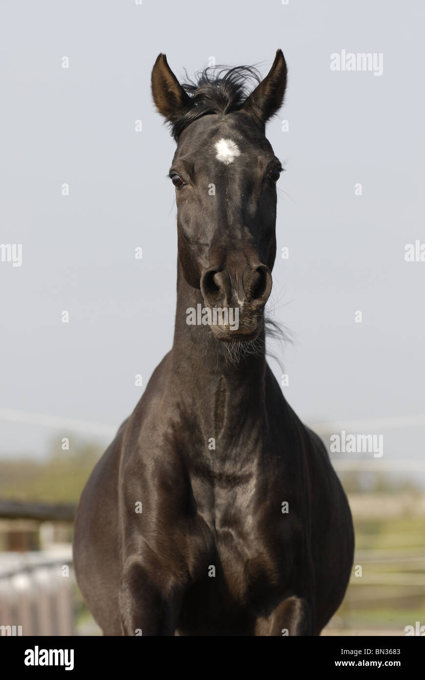 black arabian horse Stock Photo - Alamy