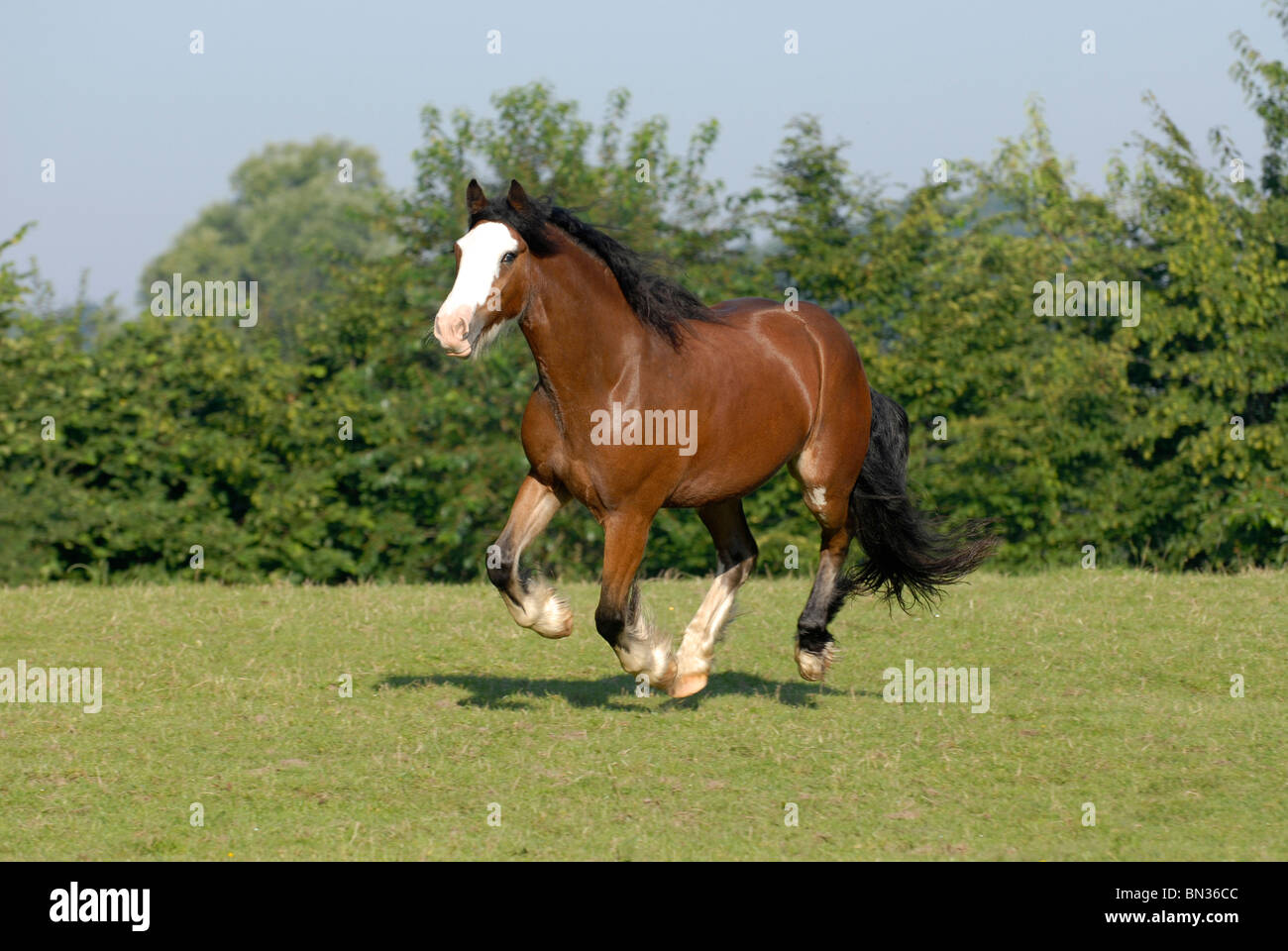 running Irish Tinker Stock Photo - Alamy