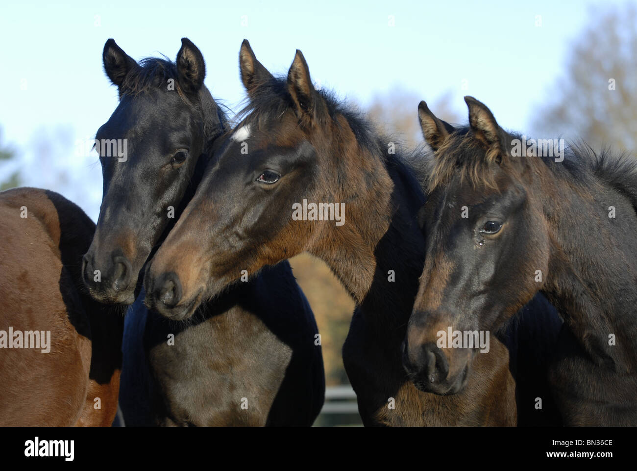 3 horses heads hi-res stock photography and images - Alamy