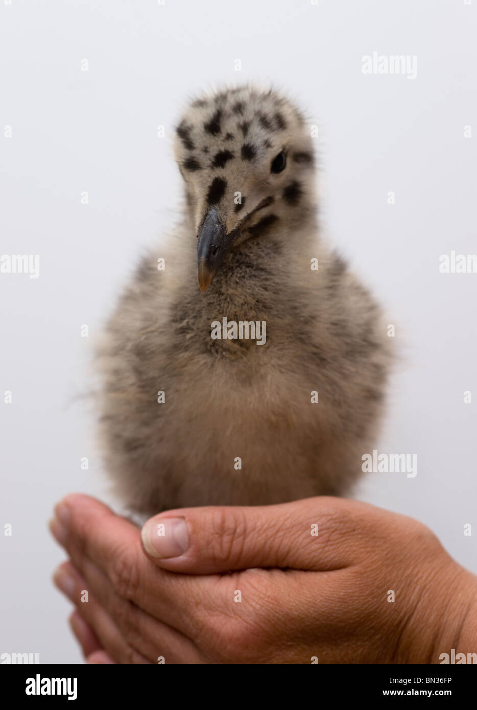 Baby seagull hi-res stock photography and images - Alamy
