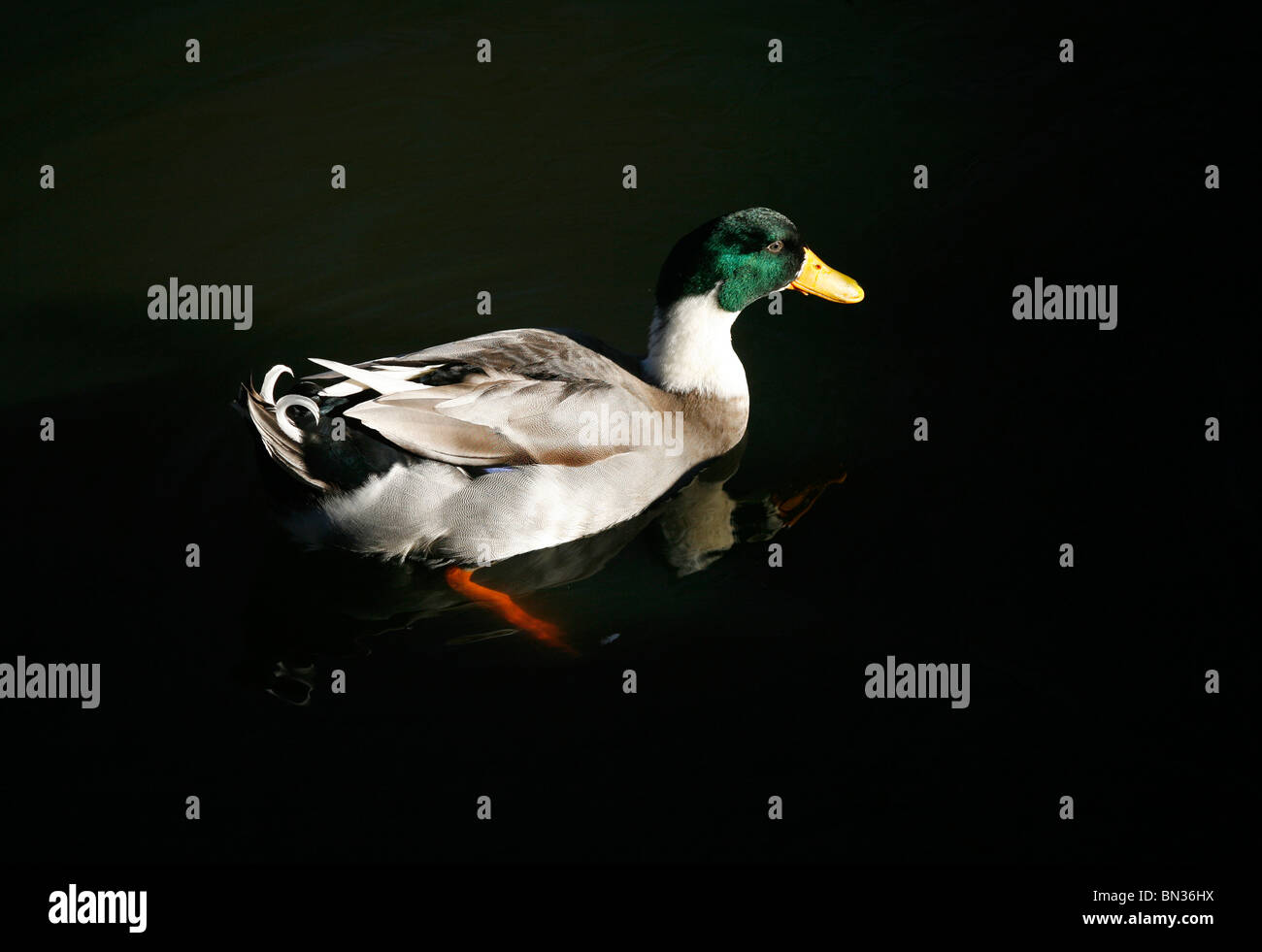 Pato patos aves hi-res stock photography and images - Alamy