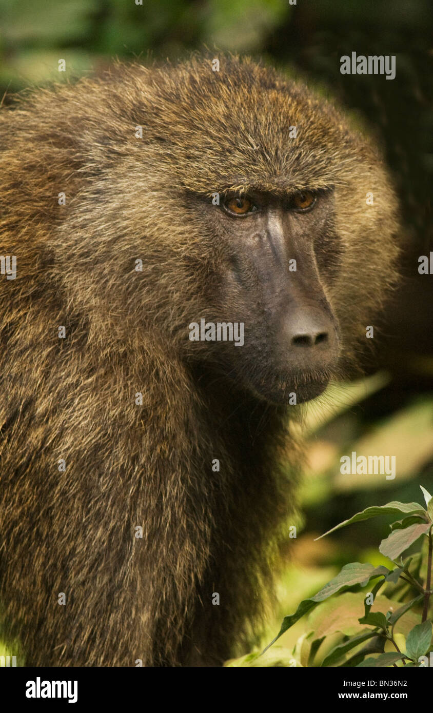 Baboon face hi-res stock photography and images - Alamy