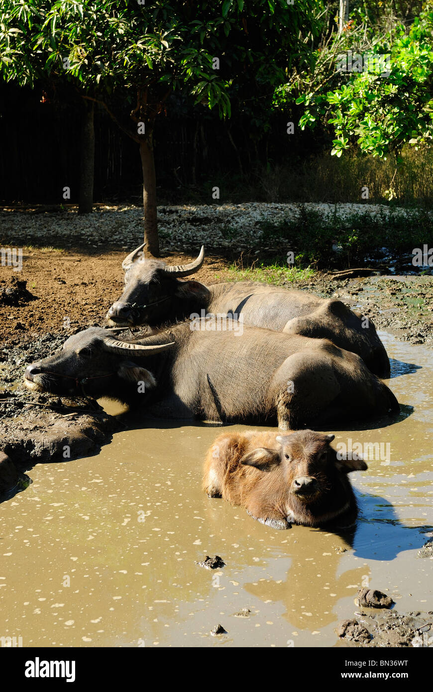 Big bulls resting in a pond in a white Karen village near Dao city ...