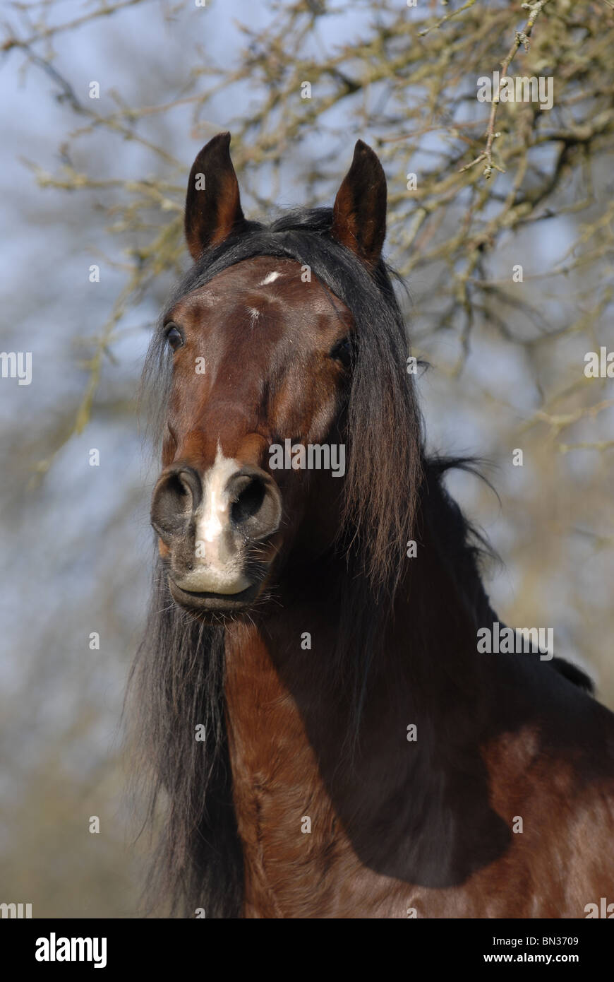 Lusitano horses heads hi-res stock photography and images - Alamy