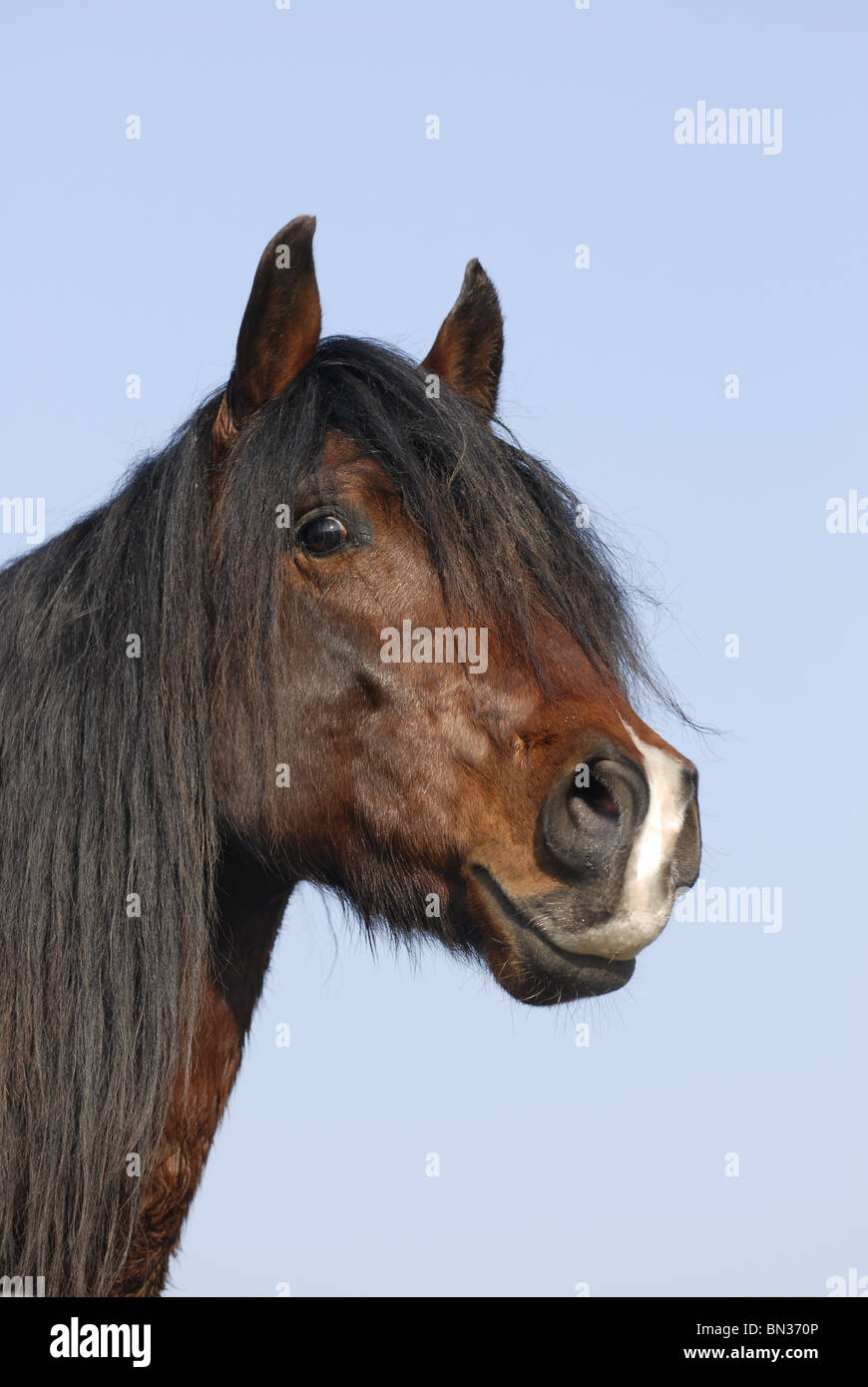 Lusitano horses heads hi-res stock photography and images - Alamy