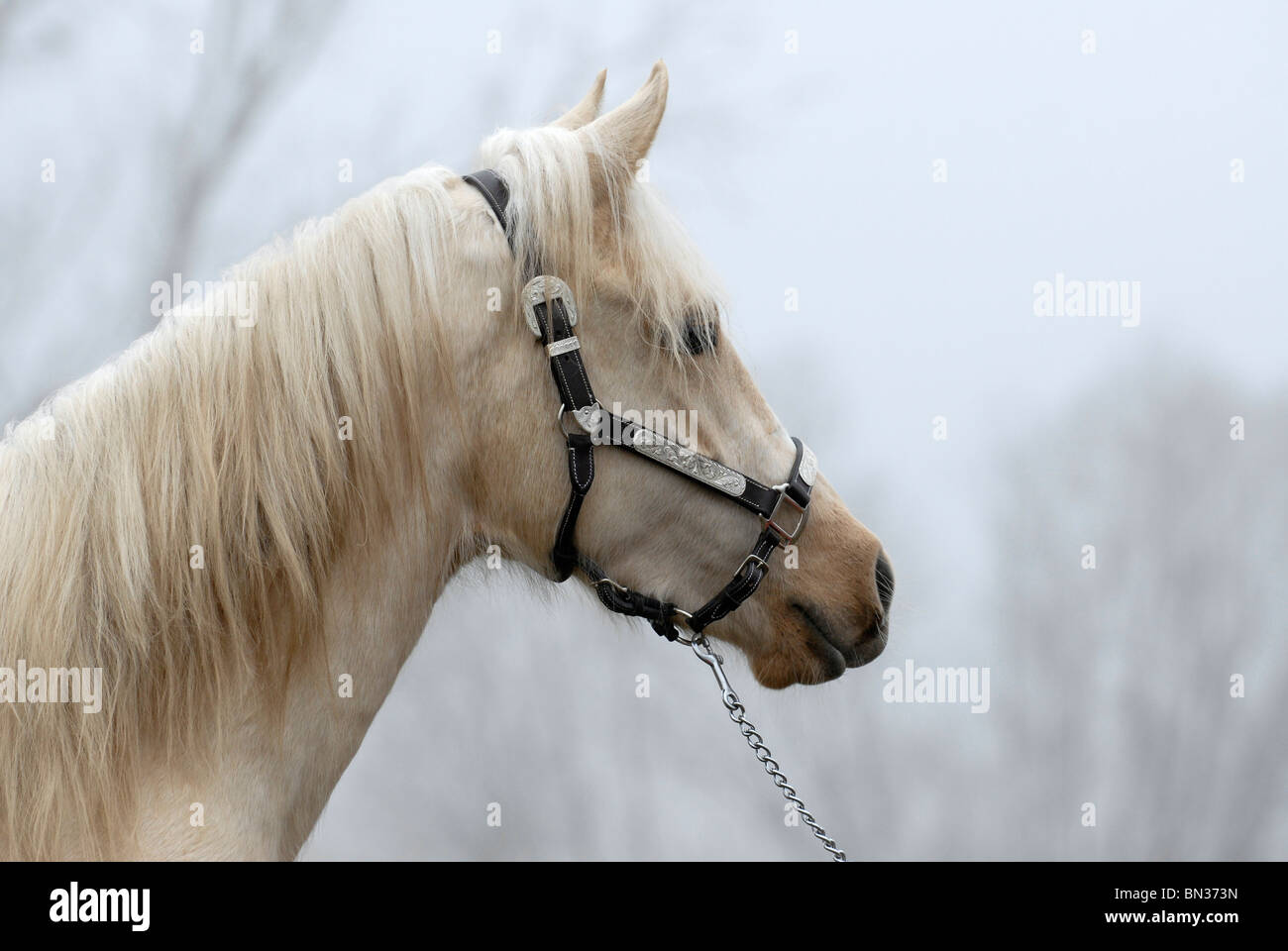 Quarab hi-res stock photography and images - Alamy