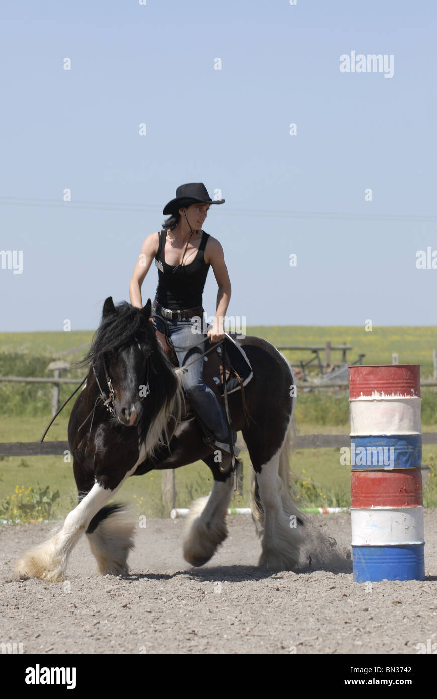 Gypsy trotting race gypsy horse hi-res stock photography and images - Alamy