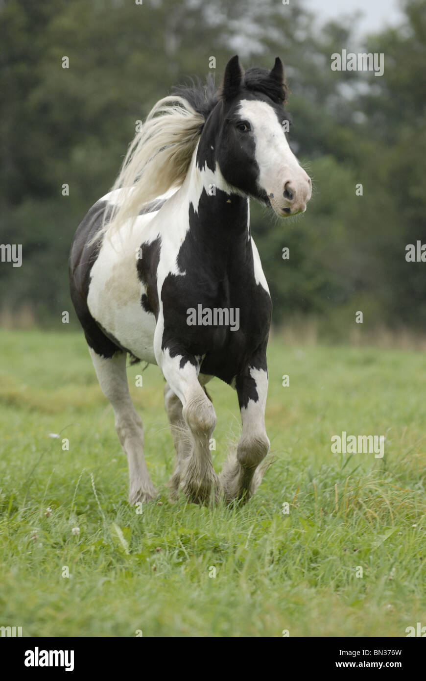 running Irish Tinker Stock Photo - Alamy