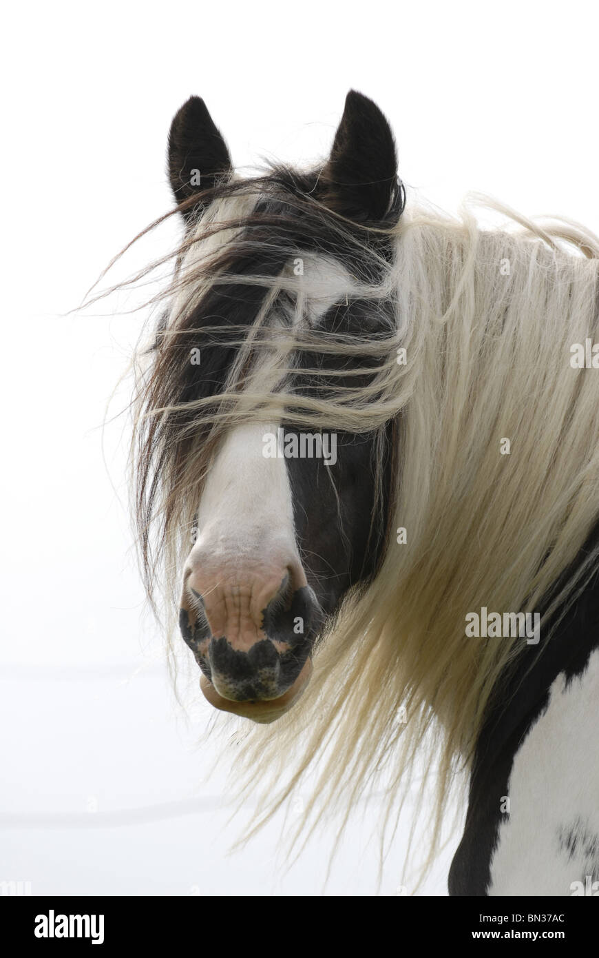 Irish Tinker Portrait Stock Photo - Alamy