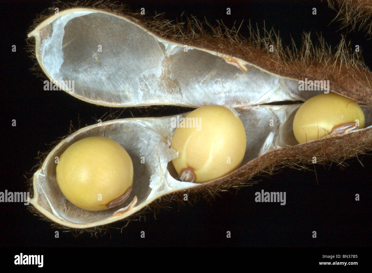 Soybean seeds pod hi-res stock photography and images - Alamy