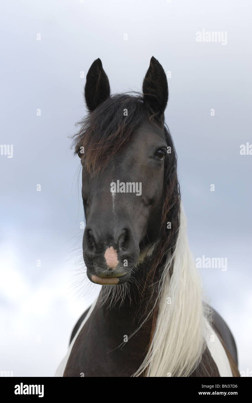 Irish Tinker Portrait Stock Photo - Alamy