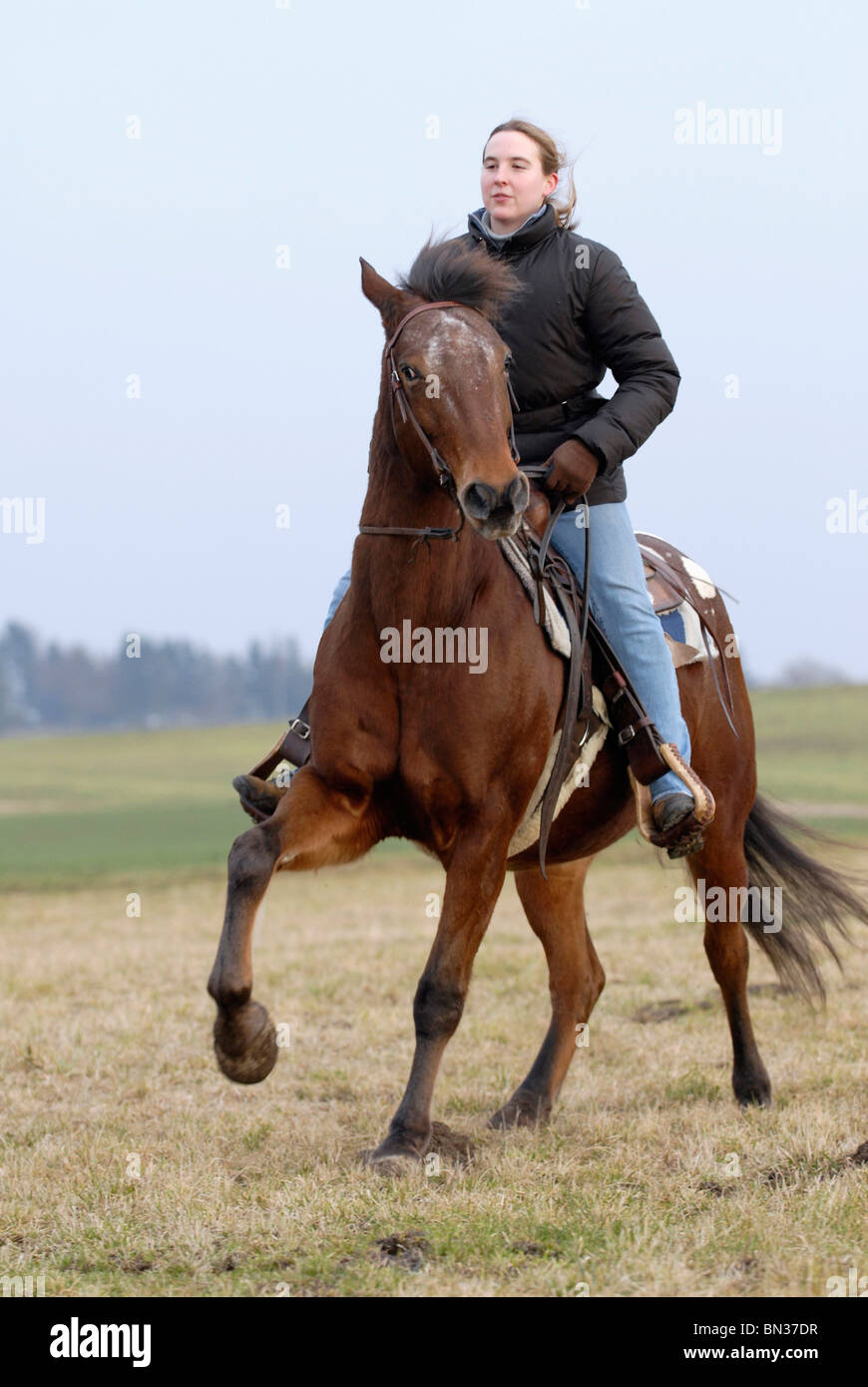 Woman riding galloping quarter horse hi-res stock photography and ...