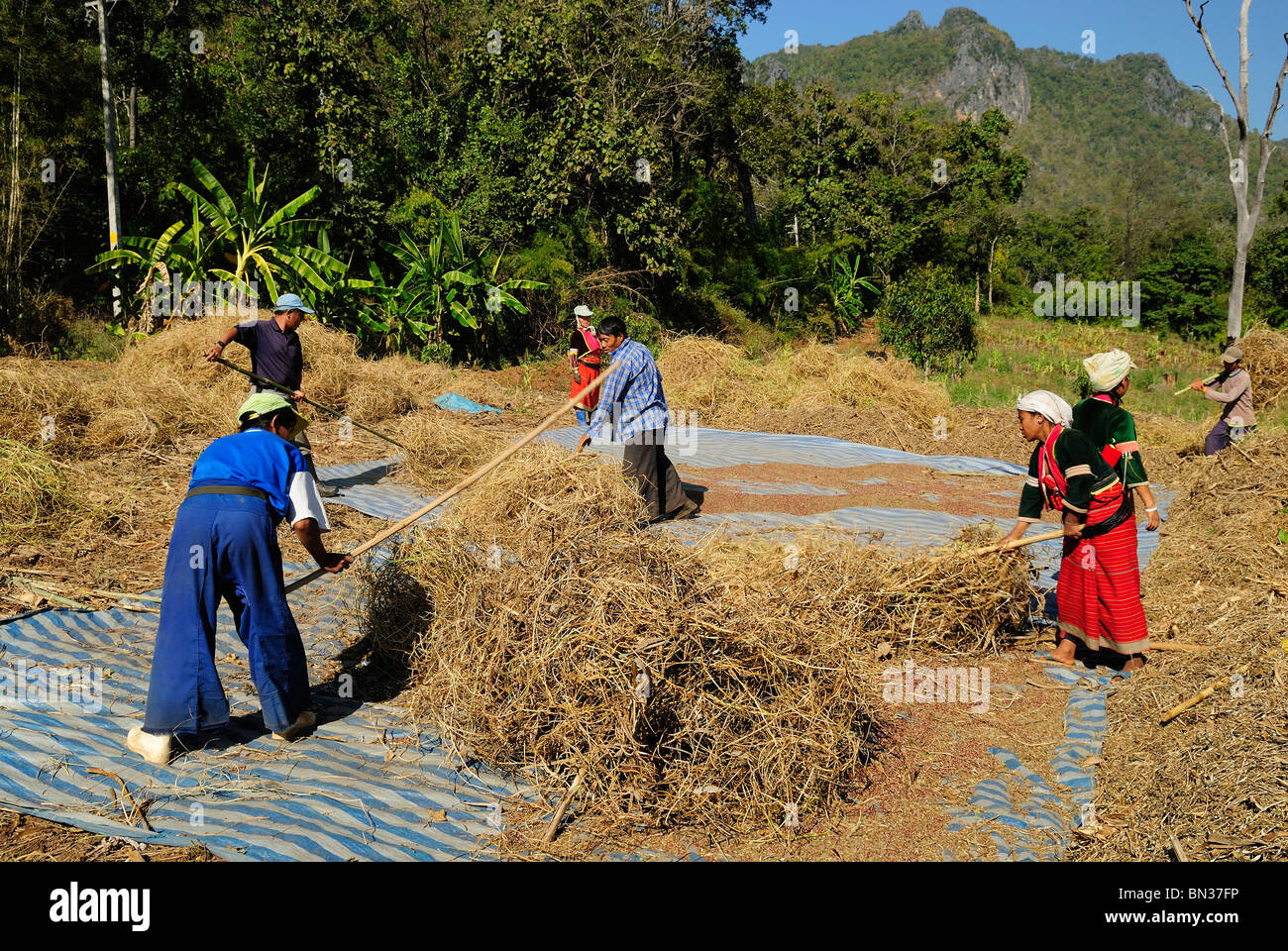 Lisu people harvesting fields near Dao city, hill tribe, near Chiang ...